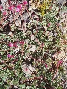 How to Prune Indigofera capillaris