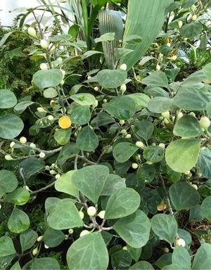 Endospermum (Endospermum) - PictureThis