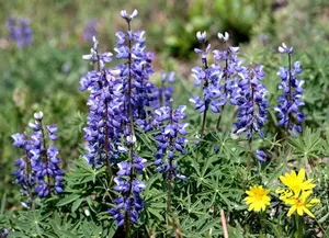 How to Propagate Arctic lupine