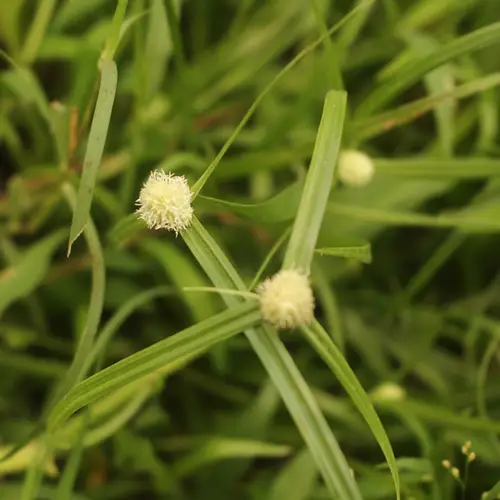 Shortleaf Spikesedge (Cyperus brevifolius) Flower, Leaf, Care, Uses ...