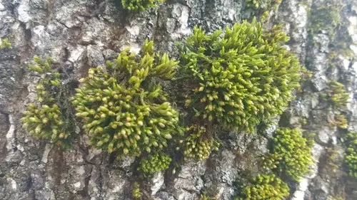 Stellate orthotrichum moss (Orthotrichum stellatum) Flower, Leaf, Care ...