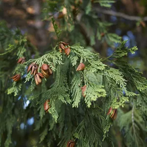How to Transplant Incense cedar? (Ideal time, Methods, and Post Care)