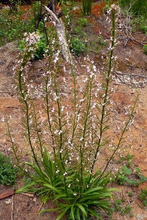 Stylidium crassifolium - PictureThis