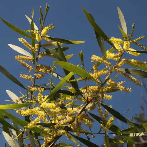 Acacia negra del norte (Acacia auriculiformis) - PictureThis