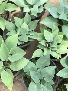 How to Prune Hostas 'Blue Moon'