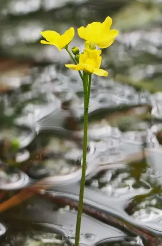 Vejiga hinchada (Utricularia inflata) - PictureThis