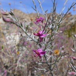 Cómo cultivar y cuidar una Ratania blanca