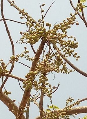 Lannea coromandelica - PictureThis