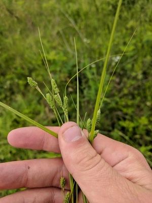How to Grow and Care for Swan's sedge