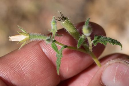 Pega-pega (Mentzelia aspera) - PictureThis