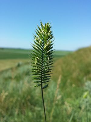 How to Grow and Care for Crested wheatgrass