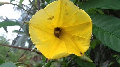 Distimake tuberosus - PictureThis