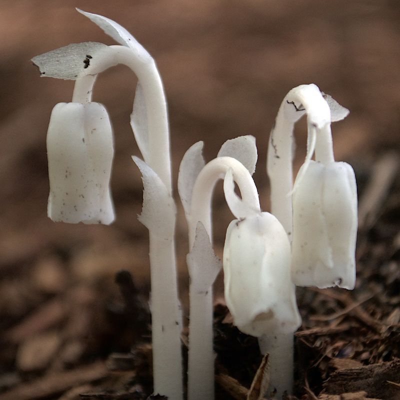 ทำไม ว่านจันทรกานต์ (Monotropa uniflora) ถึงไม่ออกดอก? ทำความเข้าใจกับ ...