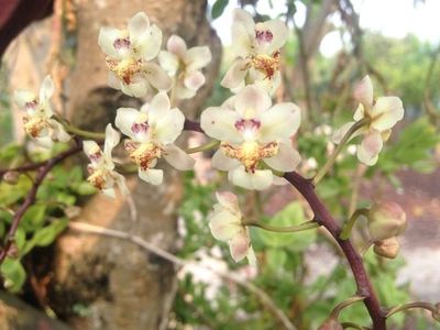 How to Grow and Care for Trichocentrum stramineum