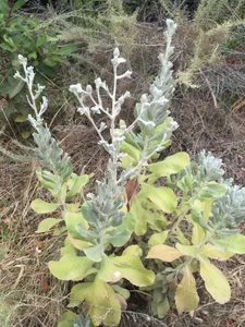 How to Prune Island bristleweed