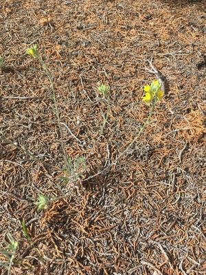 Straight bladderpod (Physaria rectipes) - PictureThis