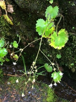 Wood saxifrage (Saxifraga mertensiana) - PictureThis