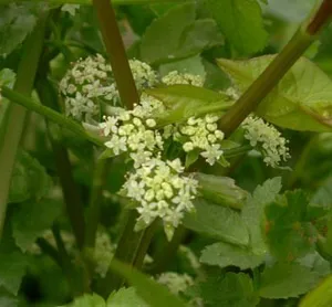 How to Prune European marshwort
