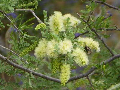 How to Grow and Care for Catclaw acacia