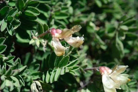 How to Grow and Care for Astragalus nankotaizanensis