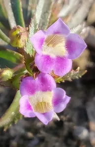 How to Prune Finger grass