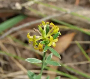 How to Propagate curved rice-flower