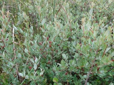 How to Grow and Care for Bog willow