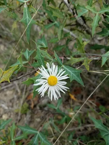 Manzanilla cimarrona (Aphanostephus riddellii) - PictureThis