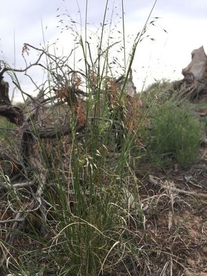 How to Grow and Care for Indian ricegrass