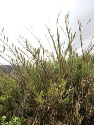 How to Grow and Care for Chusquea tessellata