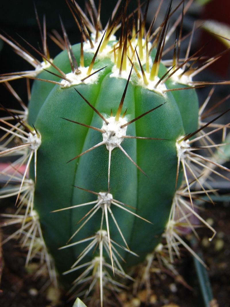 What Are Common Problems with Toothpick cactus?