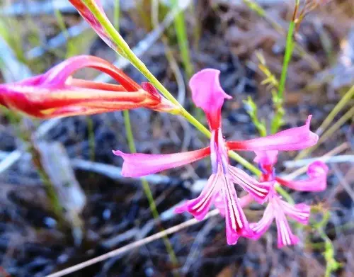 Tritoniopsis lata Flower, Leaf, Care, Uses - PictureThis