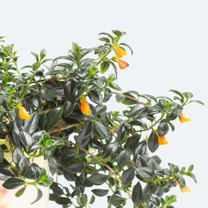 Plante poisson rouge - Nematanthus wettsteinii (Soins, Caractéristiques ...