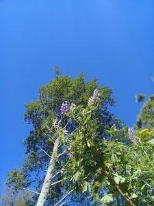 How to Prune Elegant lupine
