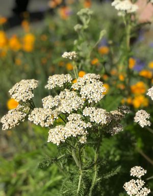 Noble yarrow - Achillea nobilis (Taxonomy, Characteristics, Flower, Images)