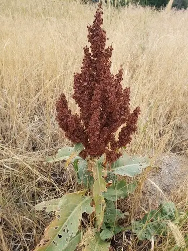 How to Plant and Grow Patience dock(Rumex patientia)