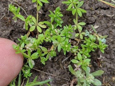 Galium murale - PictureThis