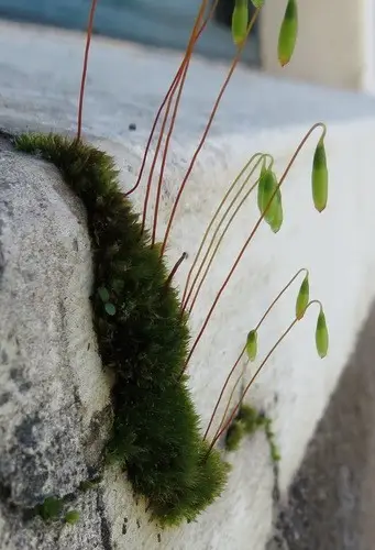 Capillary thread-moss (Rosulabryum capillare) Flower, Leaf, Care, Uses ...