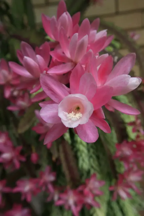 Impératrice allemande (Disocactus phyllanthoides) - PictureThis