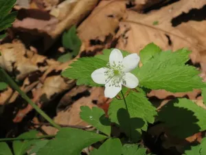 How to Prune Anemone udensis