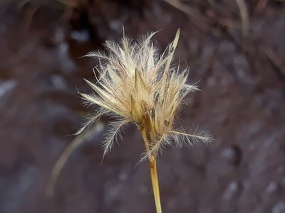 Carpha alpina - PictureThis