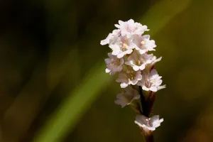 How to Propagate Largebract spiderling