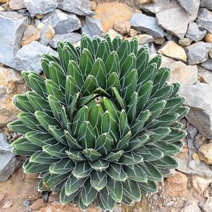 Maguey noa - Agave victoriae-reginae (Cuidado, Características, Flor ...