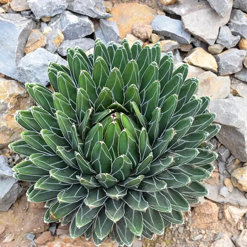 Maguey noa (Agave victoriae-reginae) - PictureThis