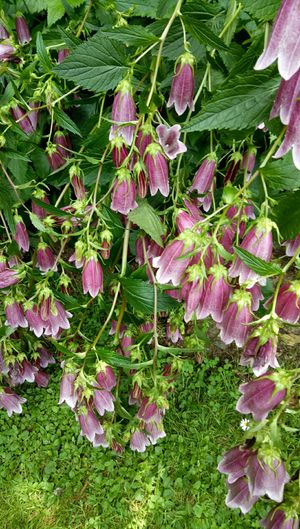 How to Grow and Care for Spotted bellflower 'Cherry Bells'