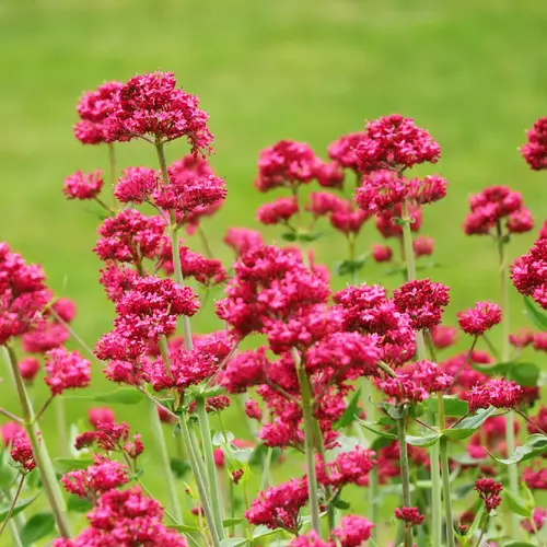 How to Plant and Grow Red valerian(Centranthus ruber)