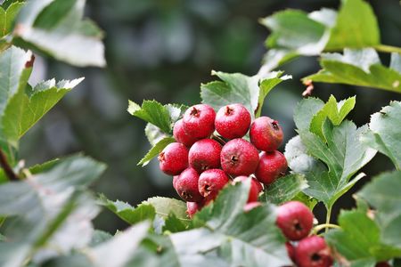 How to Grow and Care for Chinese hawthorn