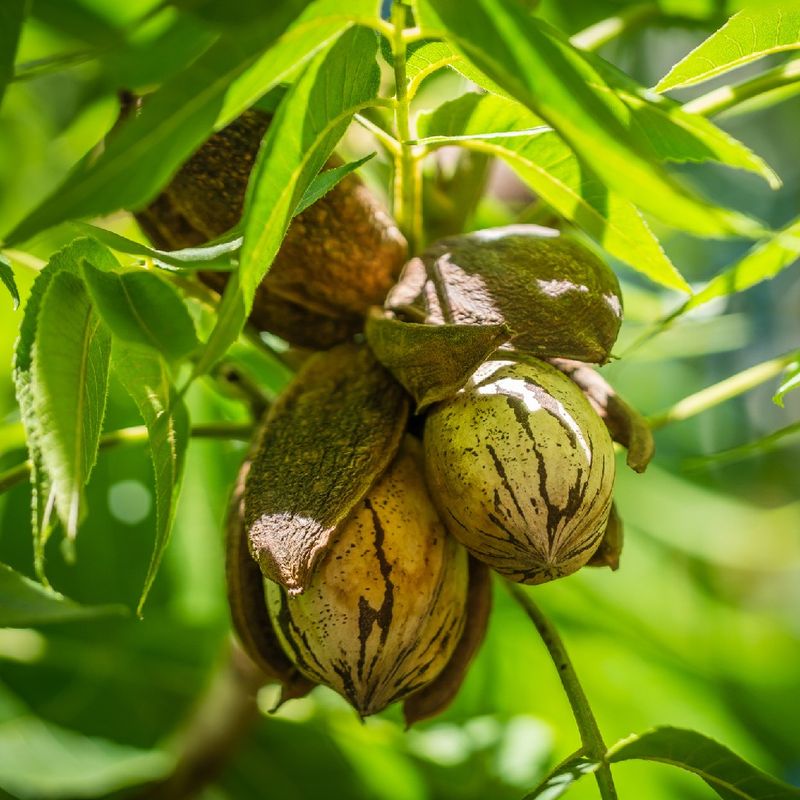 How Should You Fertilize Your Pecan Tree?