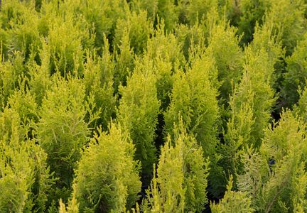 How to Grow and Care for Arborvitae 'Janed Gold'