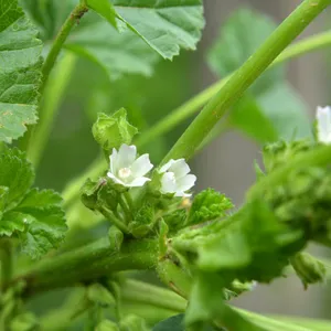 ☯️ Where To Place Low mallow In Feng Shui? (Characteristics, Direction ...